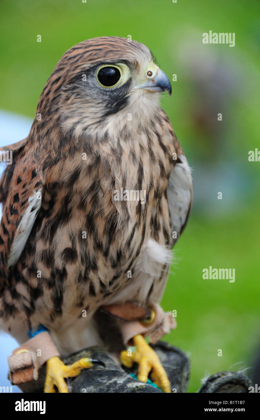 Sport falconry hi-res stock photography and images - Alamy
