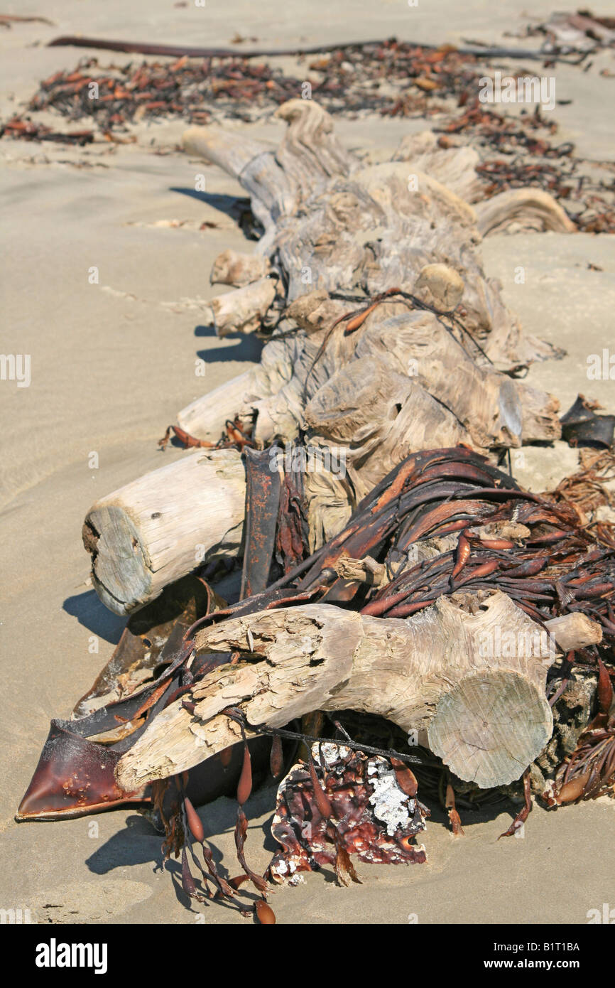 Seaweed on Moeraki Beach Stock Photo - Alamy
