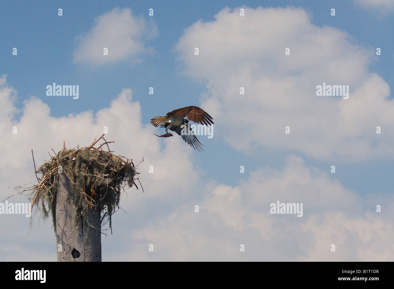 An Osprey leaves its nesting site located on Lake Marion South Carolina ...