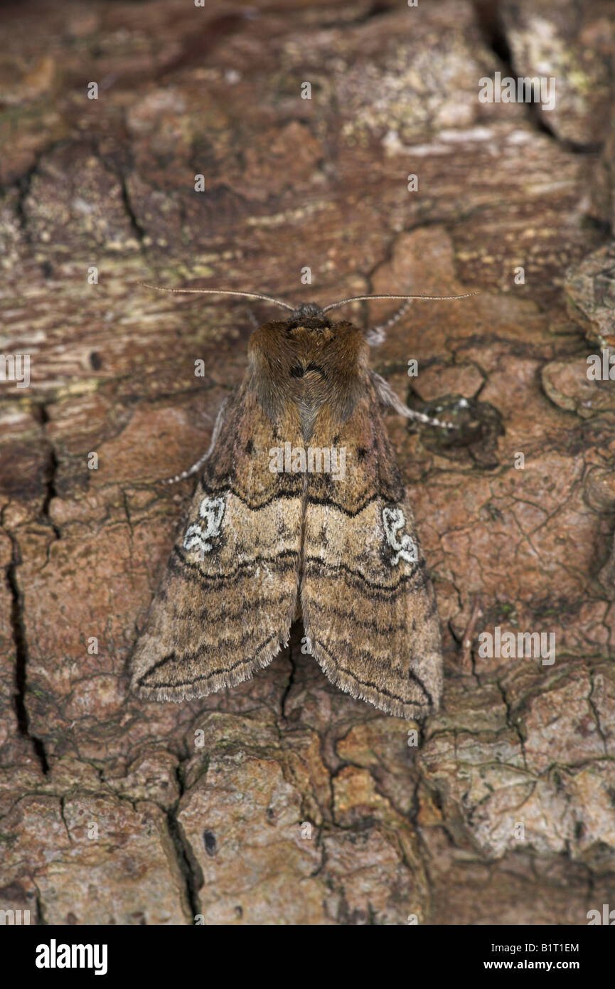 Figure of Eighty Tethea ocularis octogesimea resting on log near Weston ...