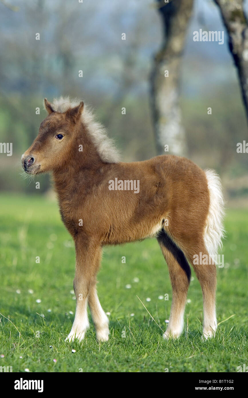Classicpony hi-res stock photography and images - Alamy