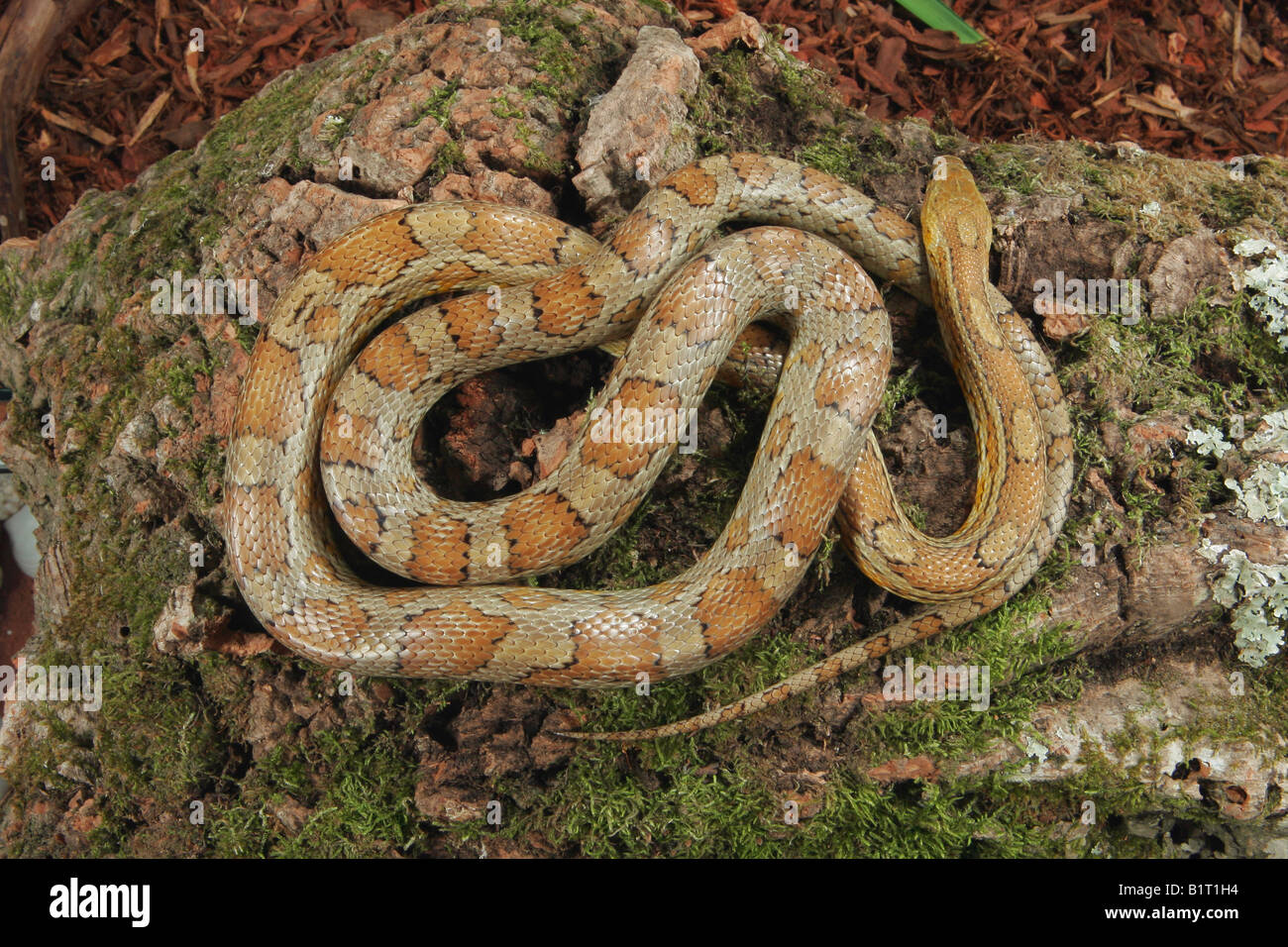corn snake / Pantherophis guttatus Stock Photo - Alamy