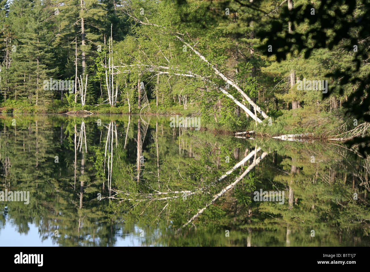 Buck Pond, Adirondack Park New York, birch tree reflected on water ...