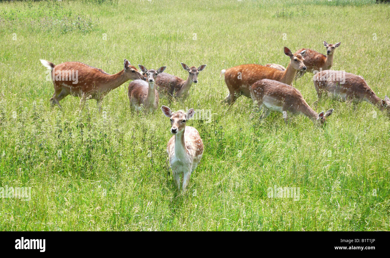 Grazing roe deer Stock Photo - Alamy