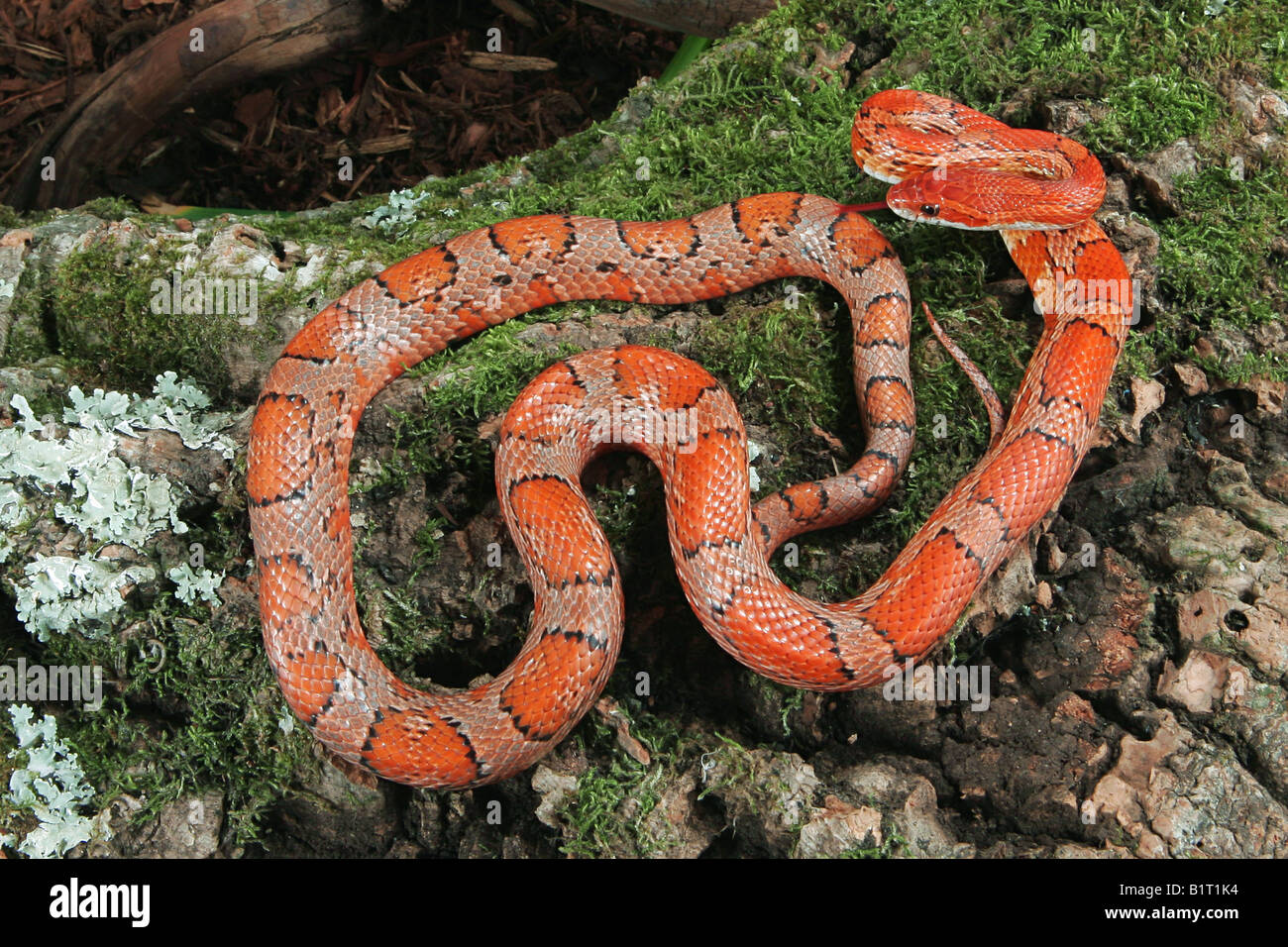 corn snake / Pantherophis guttatus Stock Photo - Alamy