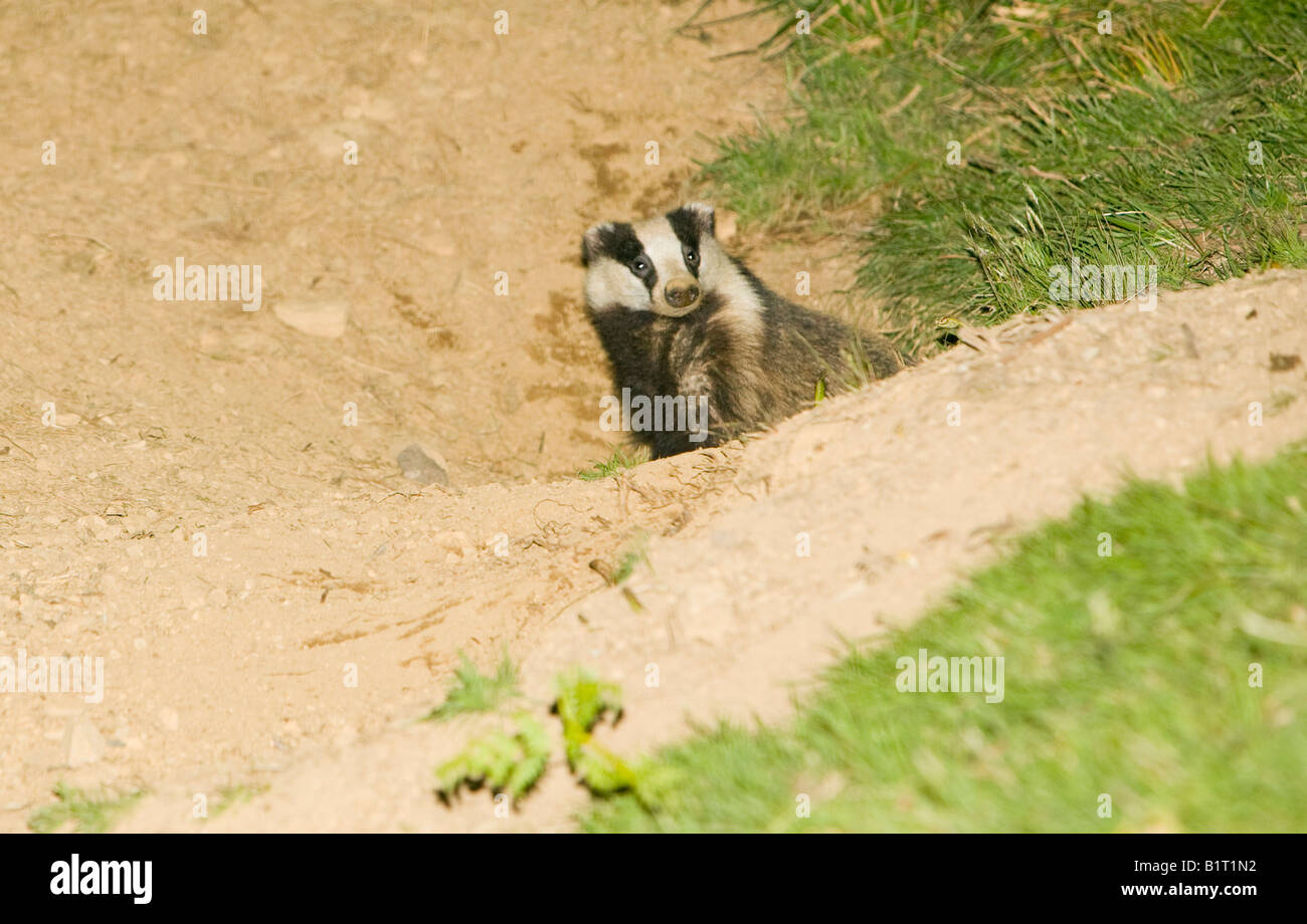 Badger emerges from the sett hi-res stock photography and images - Alamy