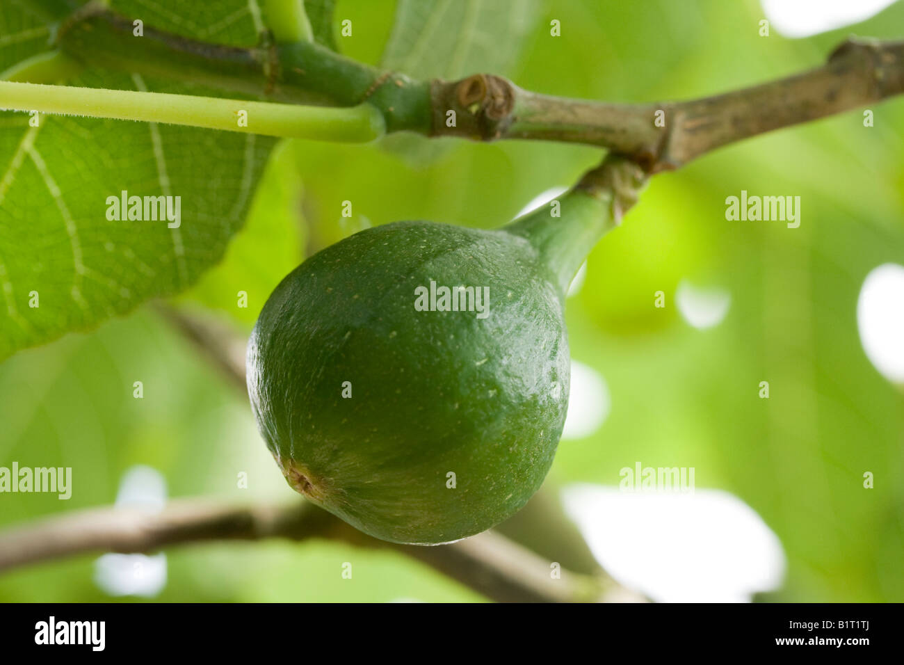 Single green fig ripening on fig tree branch close-up Stock Photo - Alamy