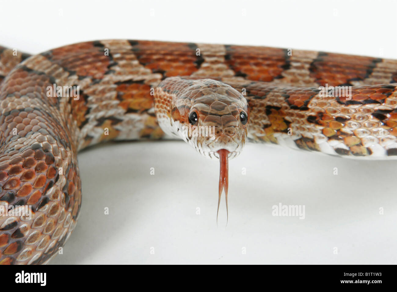 corn snake - cut out / Pantherophis guttatus Stock Photo - Alamy