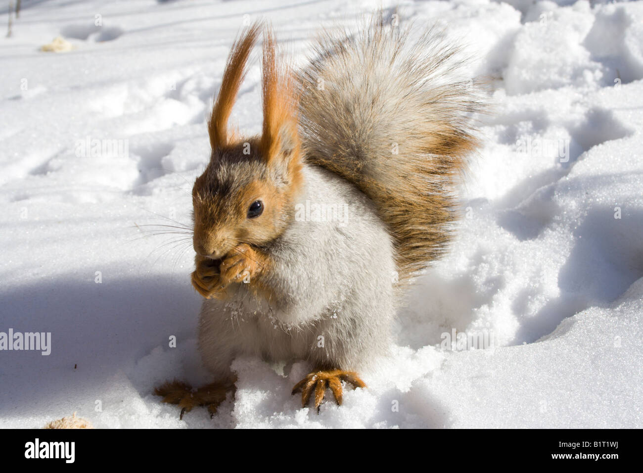 squirrel on the snow Stock Photo - Alamy