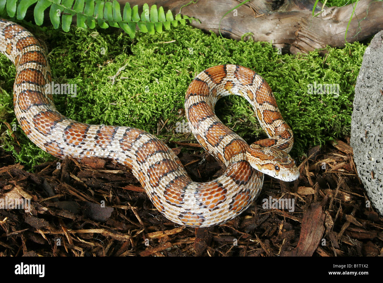 corn snake / Pantherophis guttatus Stock Photo - Alamy