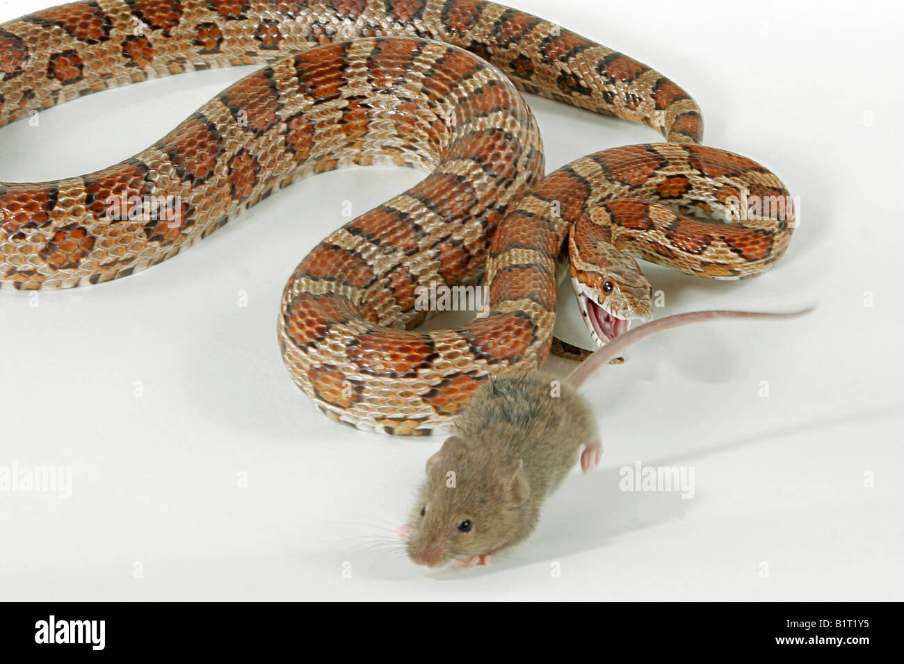 Snake mouse hi-res stock photography and images - Alamy
