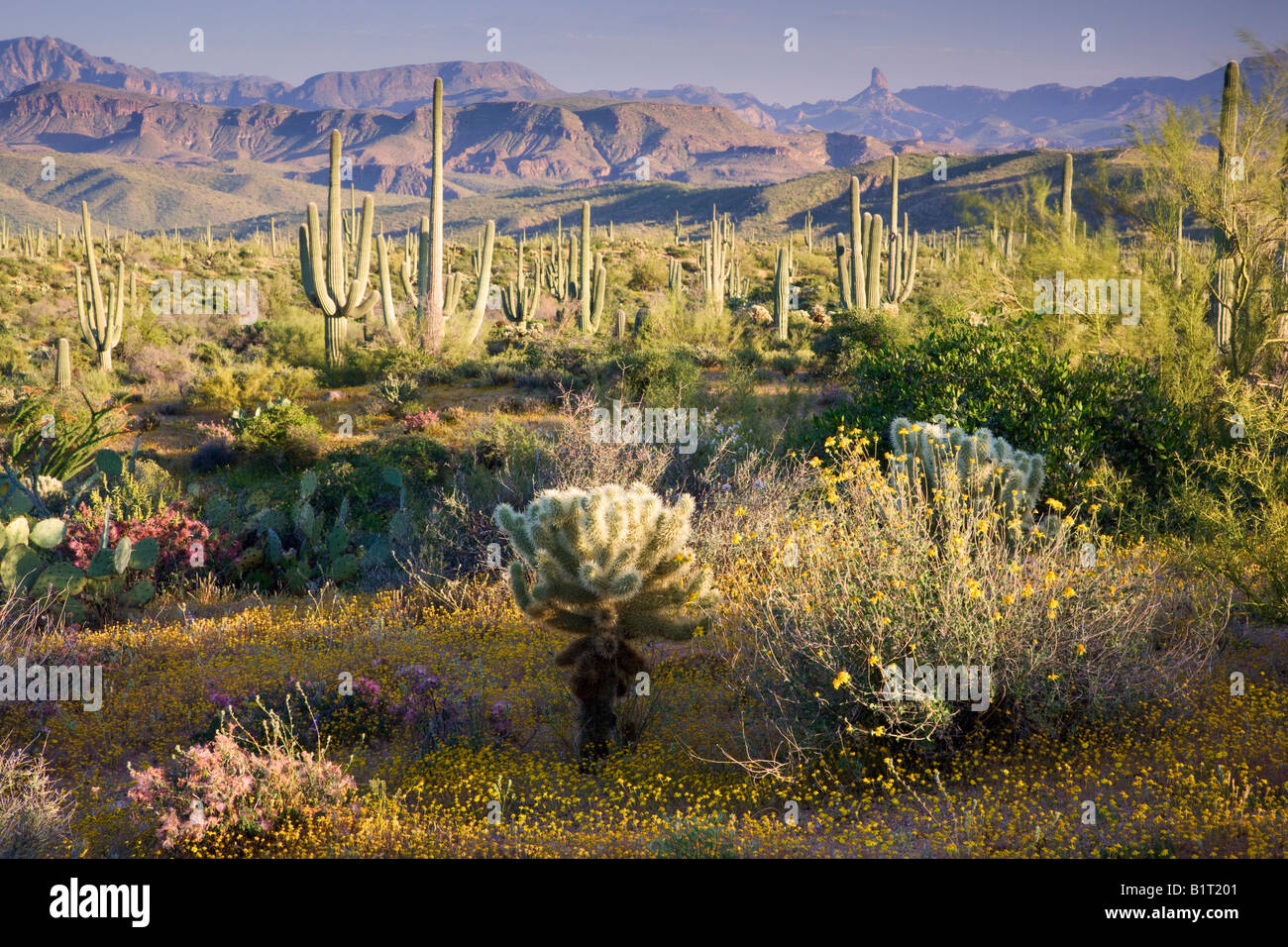 Tonto National Forest near Fountain Hills outside of Phoenix Arizona ...