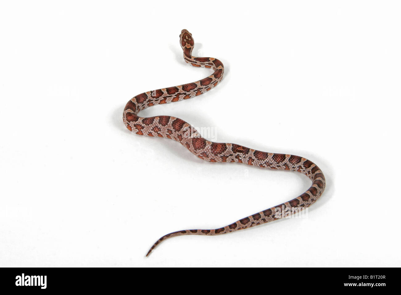 corn snake / Pantherophis guttatus Stock Photo - Alamy