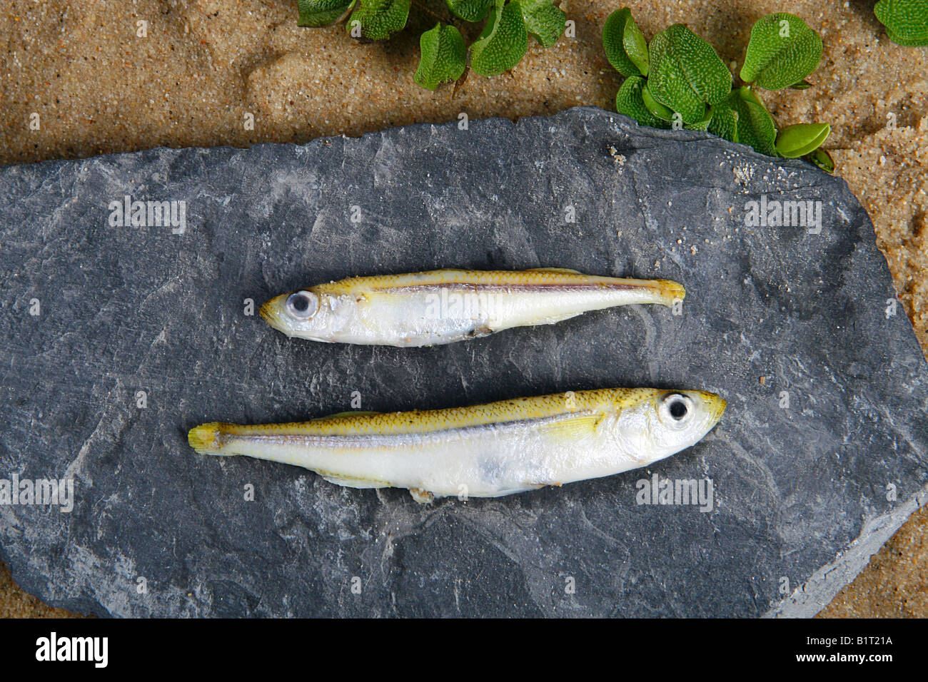 fishes on stone Stock Photo - Alamy