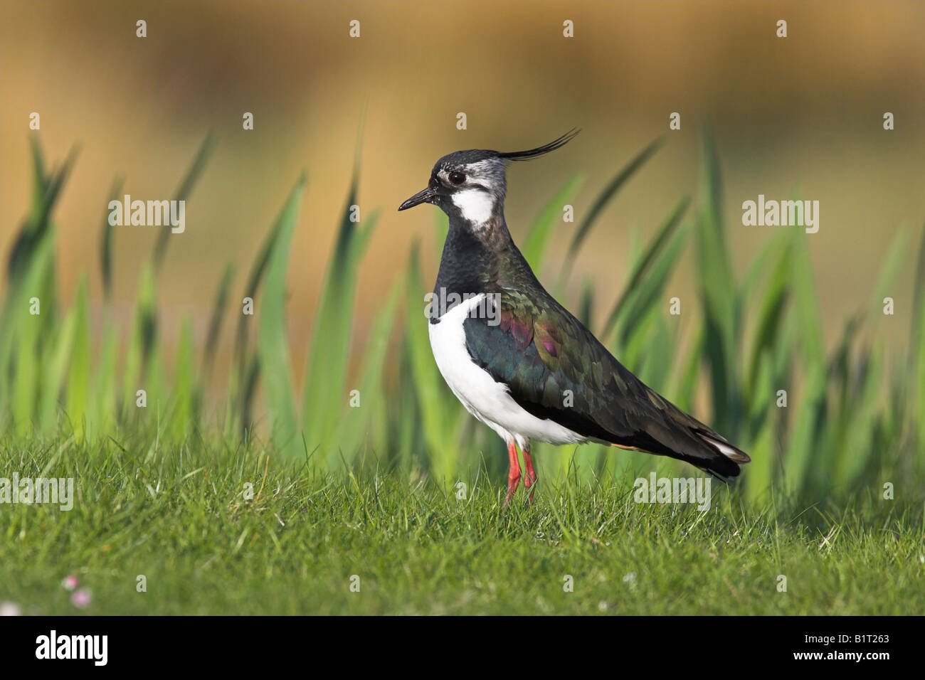 Lapwing scotland hi-res stock photography and images - Alamy