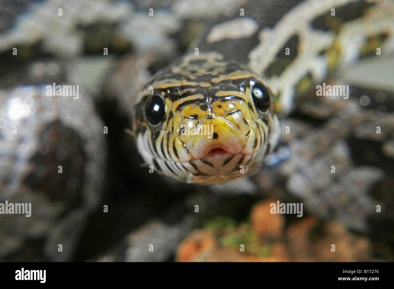 corn snake / Pantherophis guttatus Stock Photo - Alamy
