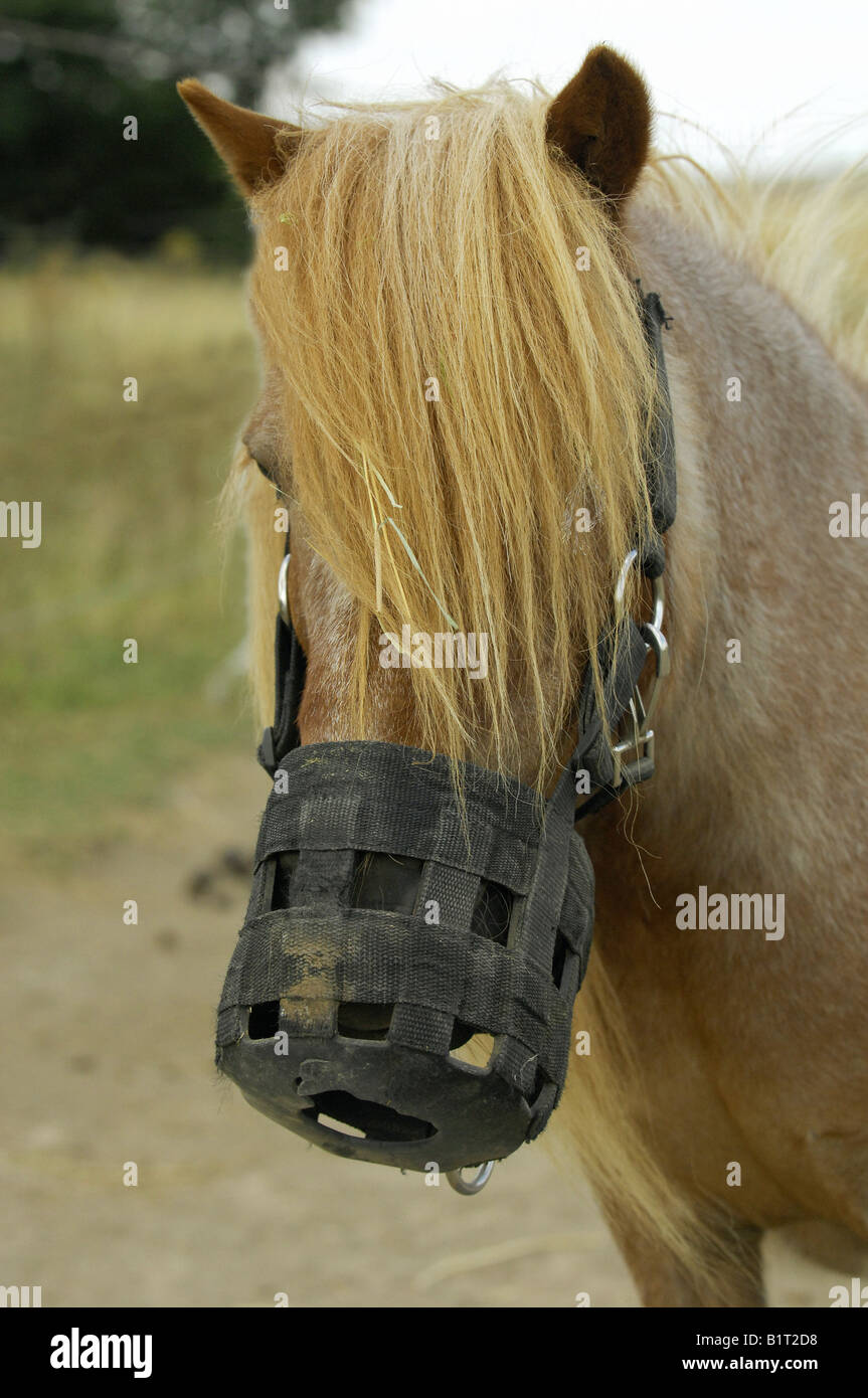 Shetland pony with muzzle - portrait Stock Photo - Alamy