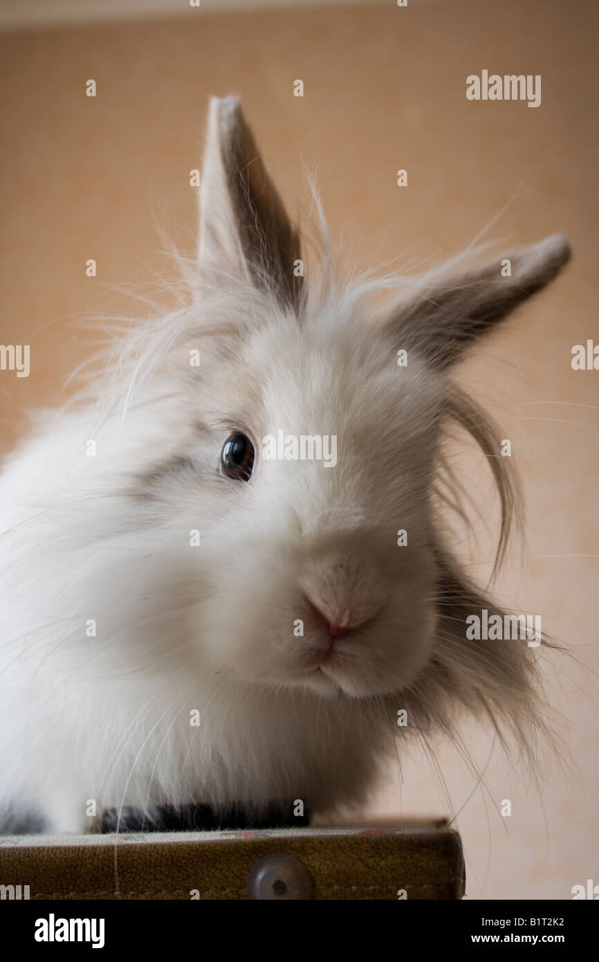White Lionhead Rabbit Blue Eyes