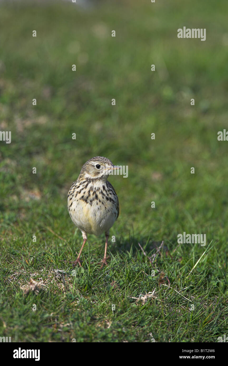 Meadow Pipit Anthus pratensis standing on grassland at Loch Ruthven ...