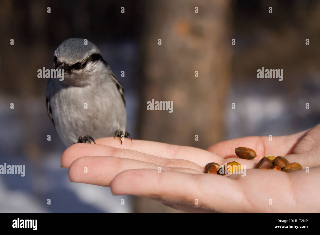 the wild bird sitting on hand Stock Photo - Alamy