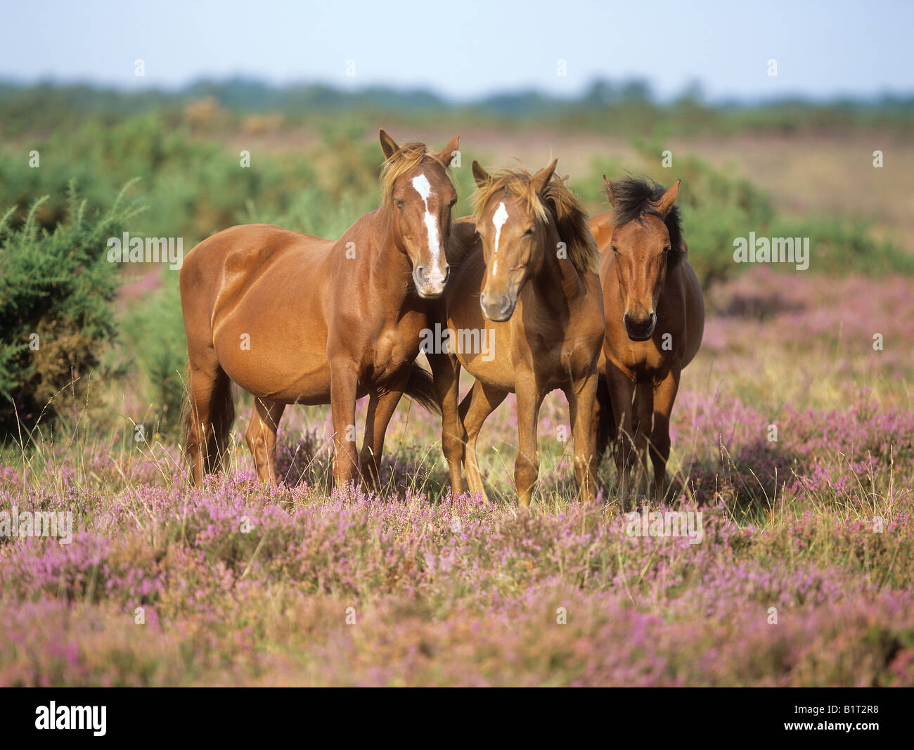 three new forest ponies - standing in heath Stock Photo - Alamy