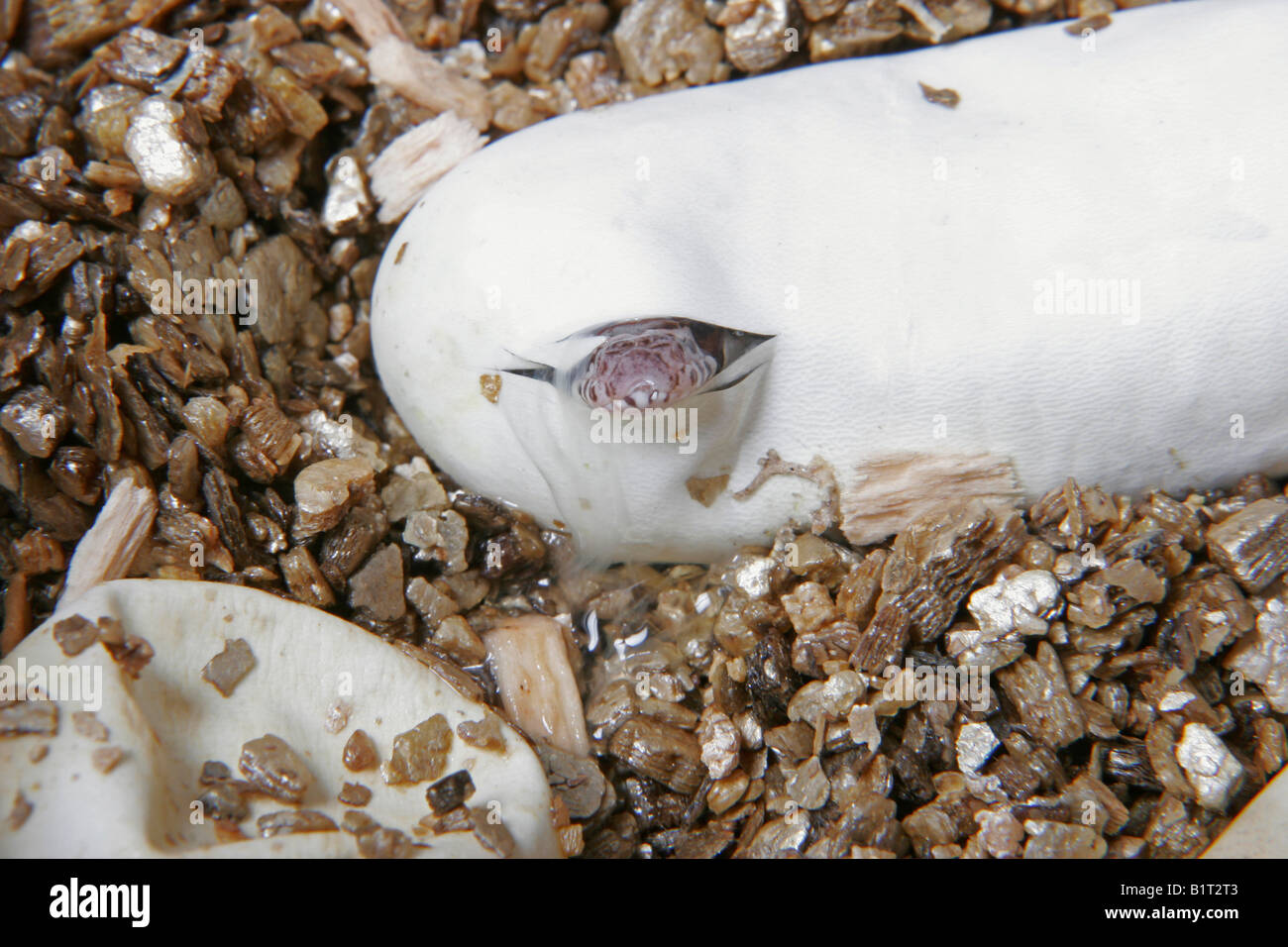 Snake eggs hatching hi-res stock photography and images - Alamy