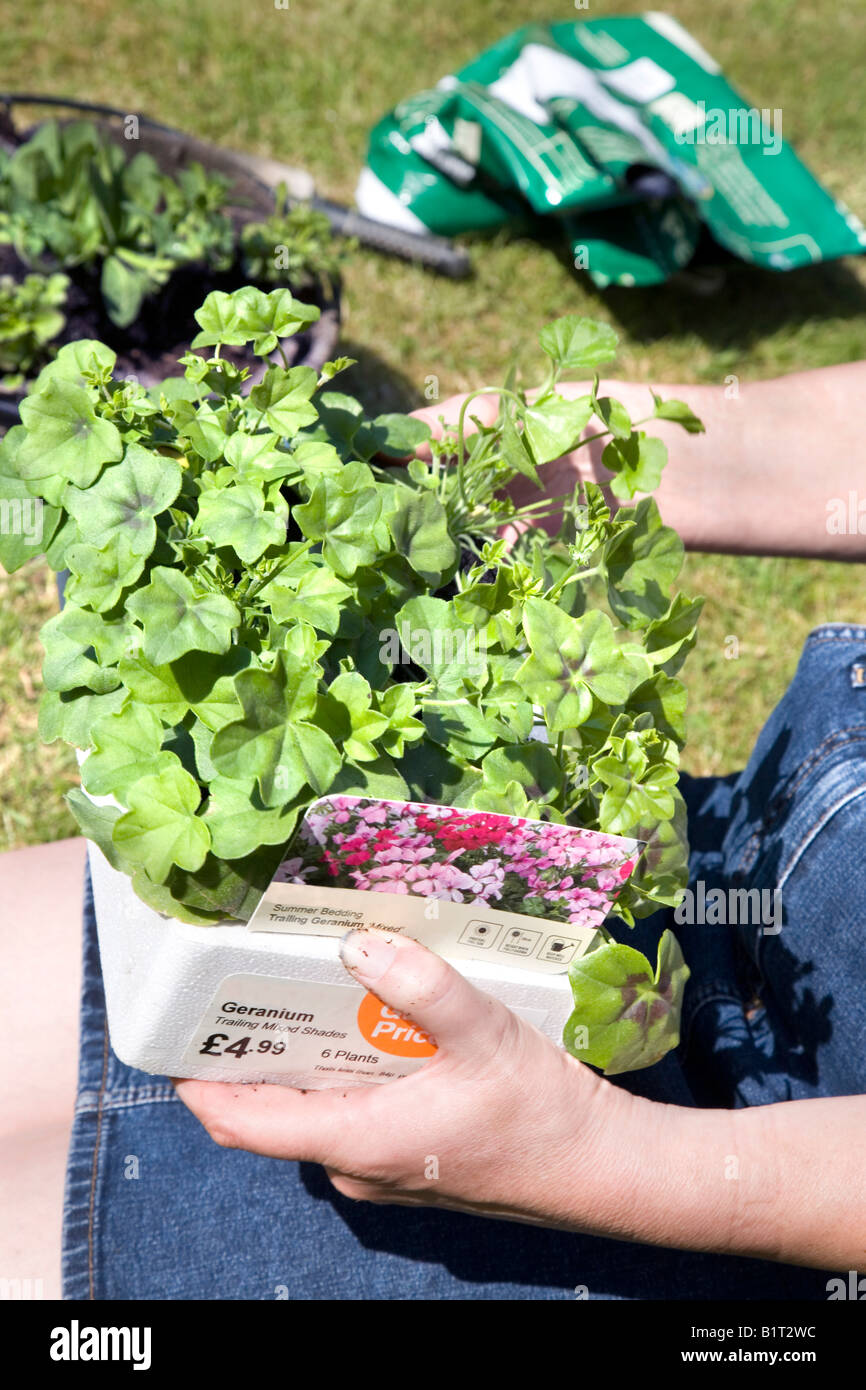 TAKING YOUNG GERANIUM PLANTS OUT OF THEIR TRAY TO PUT IN HANGING ...