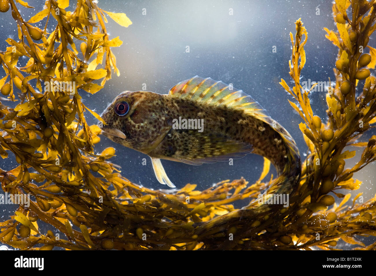 Shanny hi-res stock photography and images - Alamy