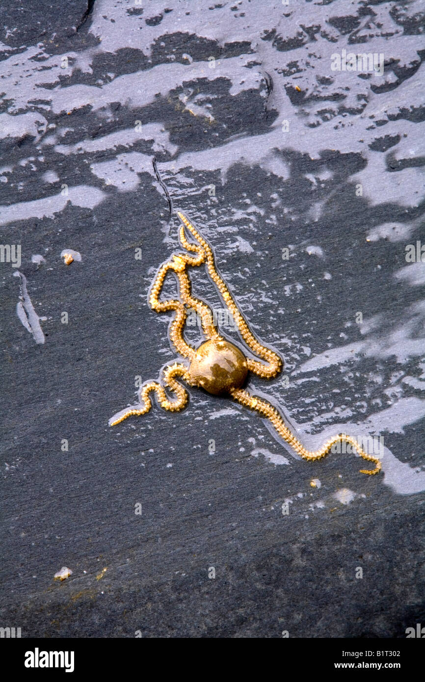 brittlestar sp Ophiomyxa rock pool cornwall Stock Photo - Alamy