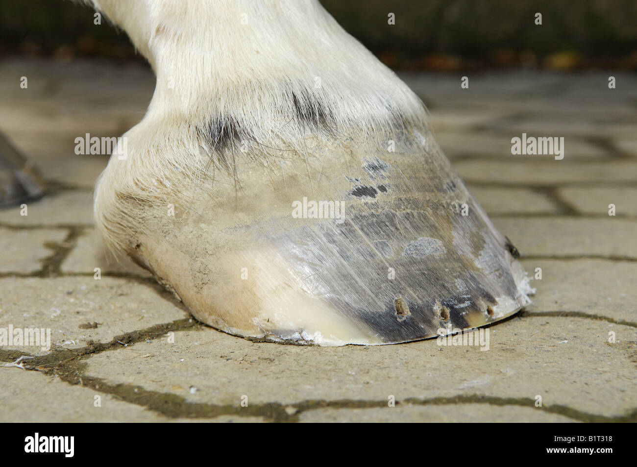 unshod hoof of a horse Stock Photo - Alamy