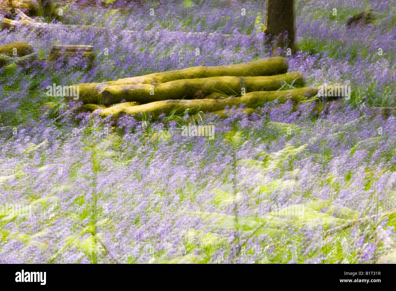 Bluebells in spring woodland Ambleside Cumbria UK Stock Photo - Alamy