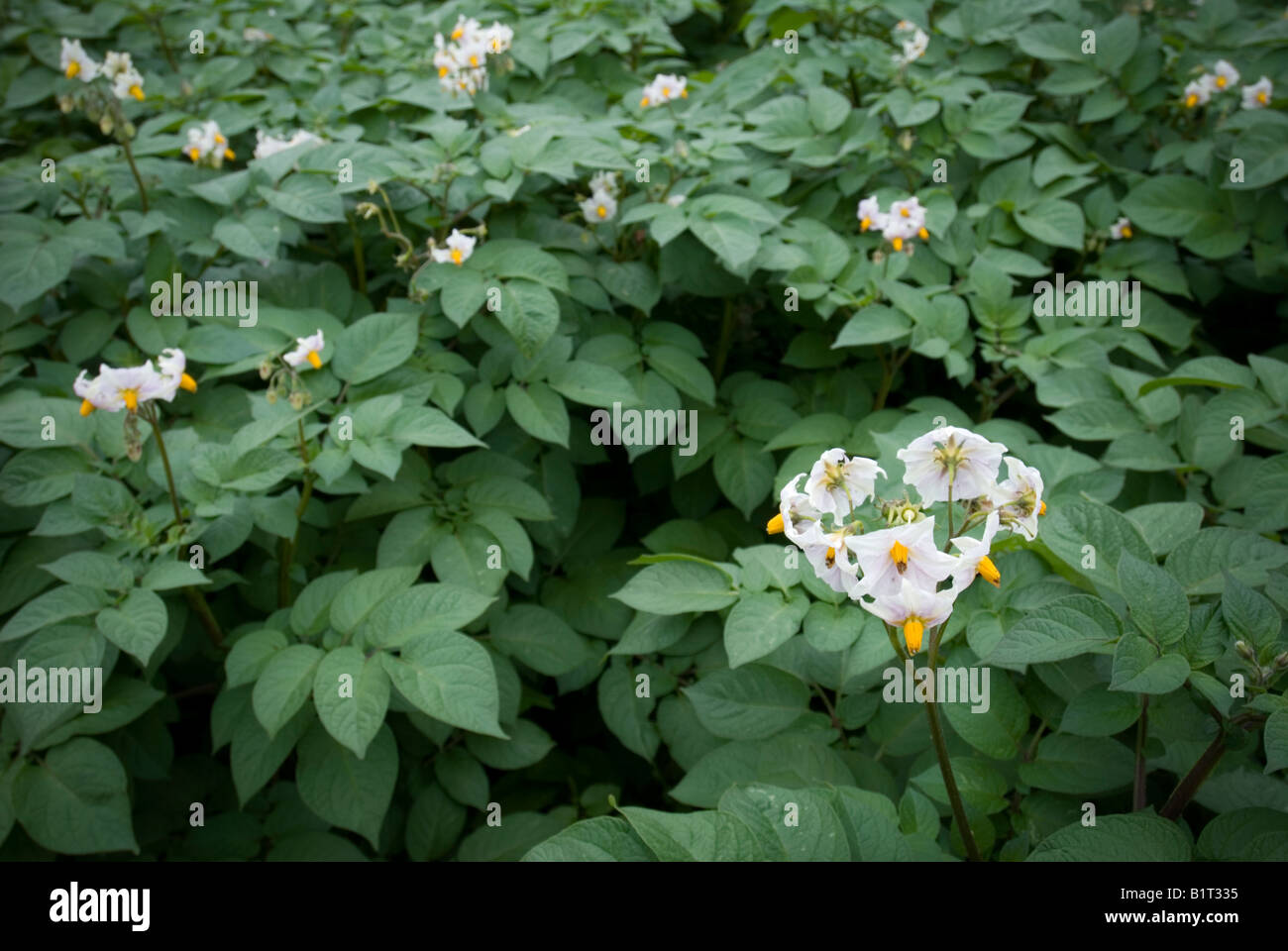 potato crop in flower Stock Photo - Alamy