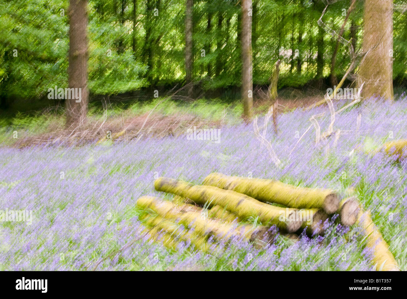 Cumbria woodland management hi-res stock photography and images - Alamy