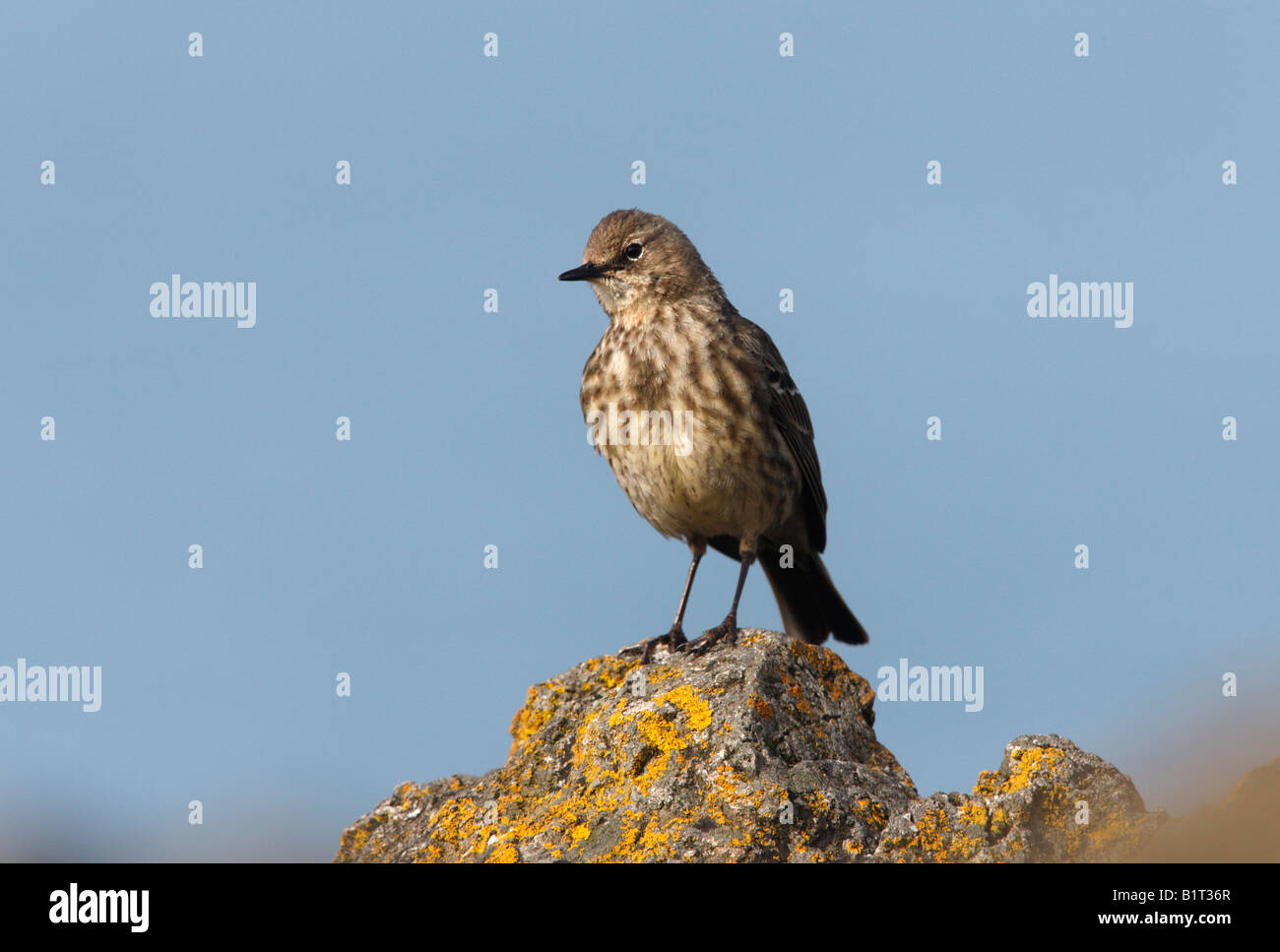 Rock pipit hi-res stock photography and images - Alamy
