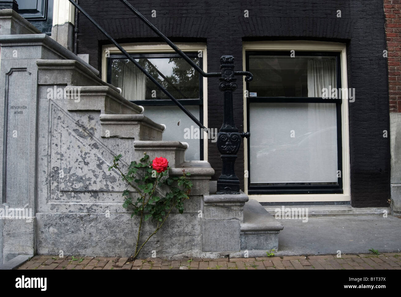 A rose protruding from a tiny plot levered out of the pavement in ...