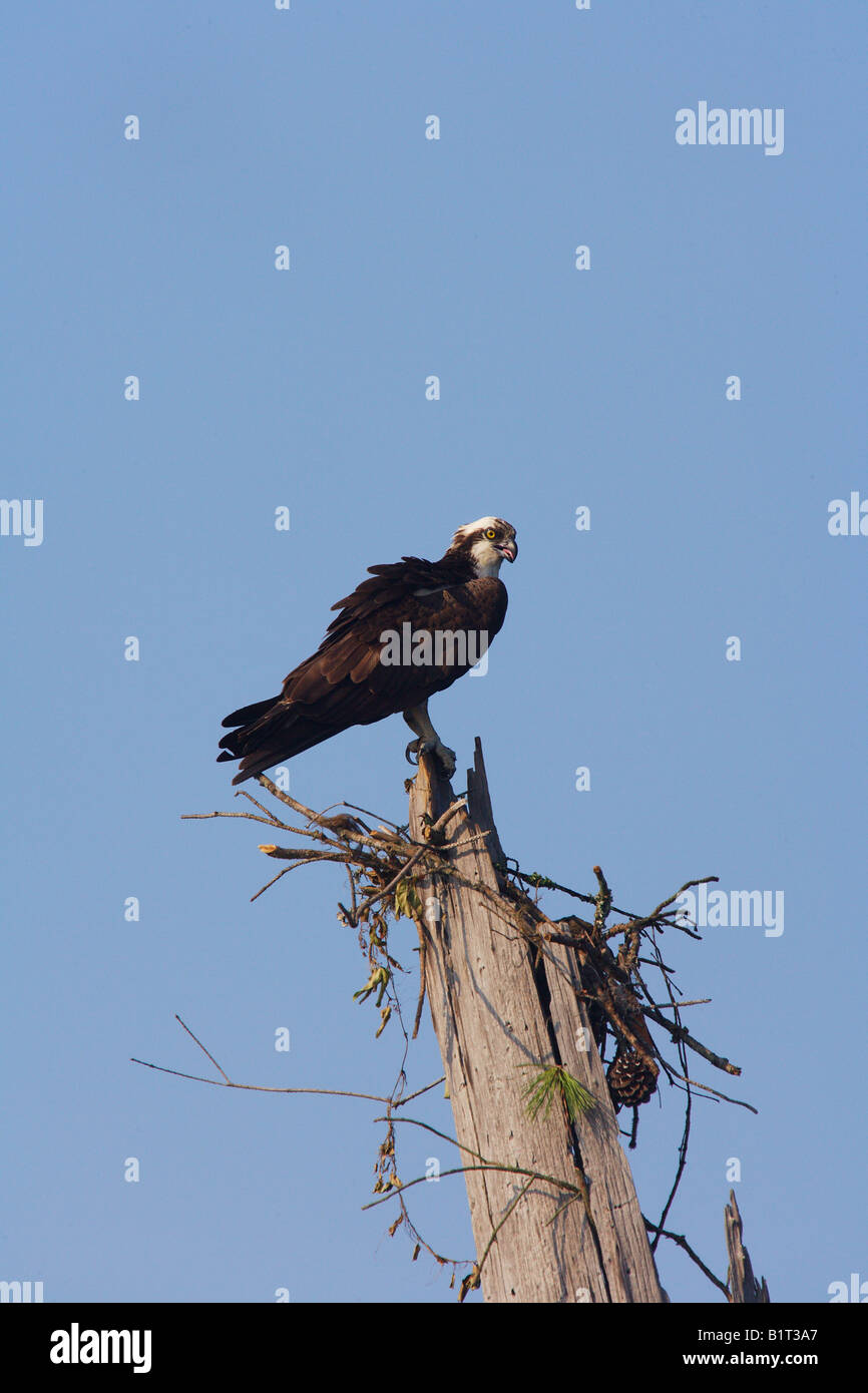An osprey begins to build a nest on top of a cypress snag located on ...