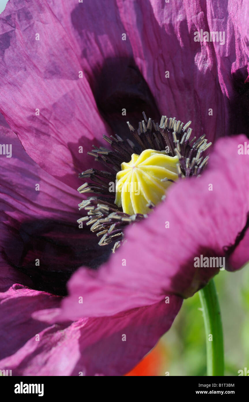 Purple Opium Poppy Stock Photo - Alamy