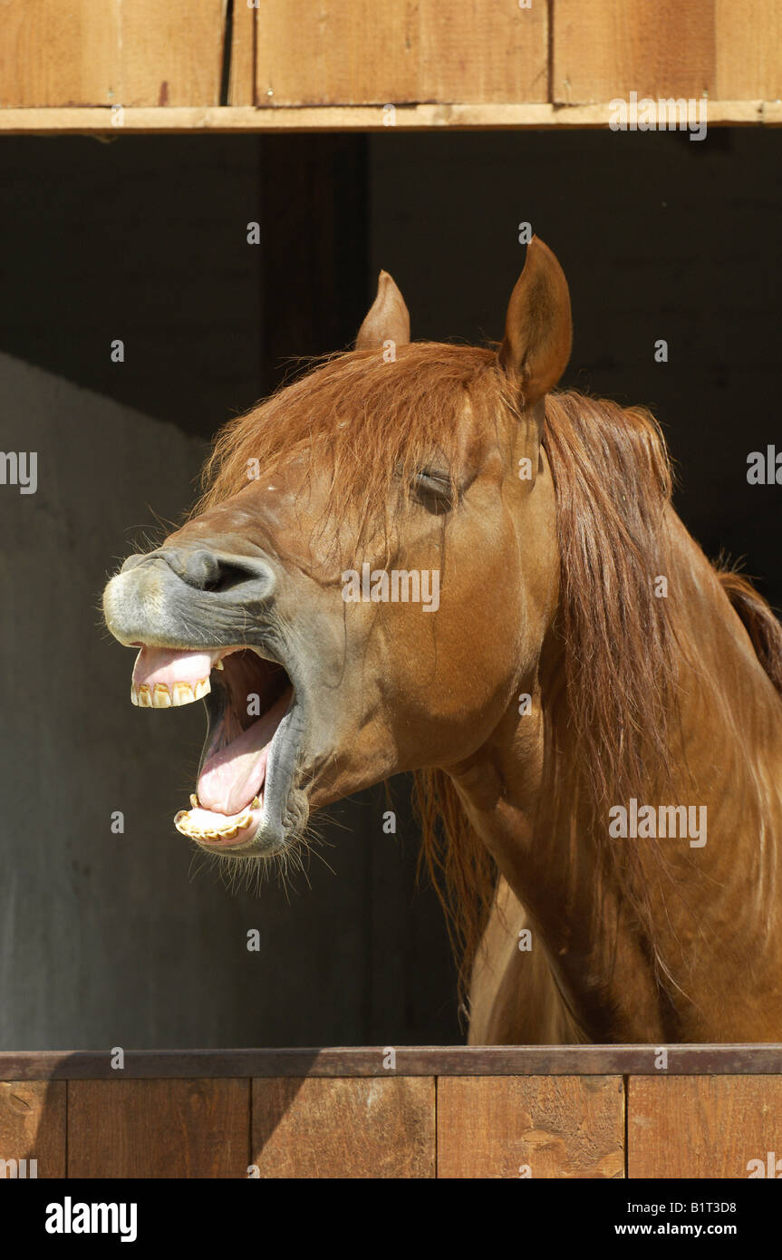Horse yawning hi-res stock photography and images - Alamy
