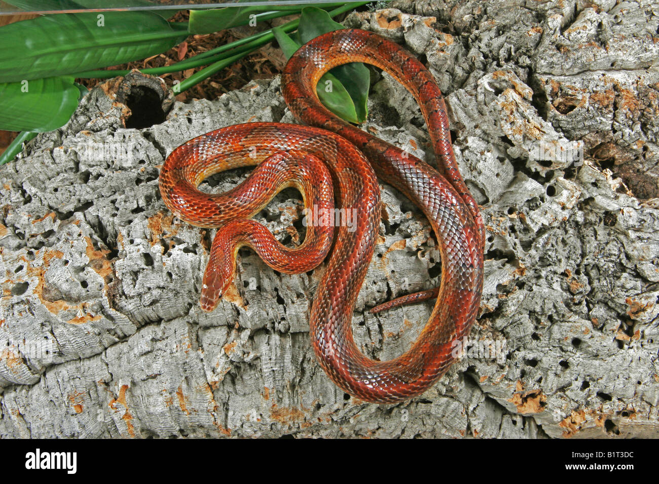corn snake / Pantherophis guttatus Stock Photo - Alamy