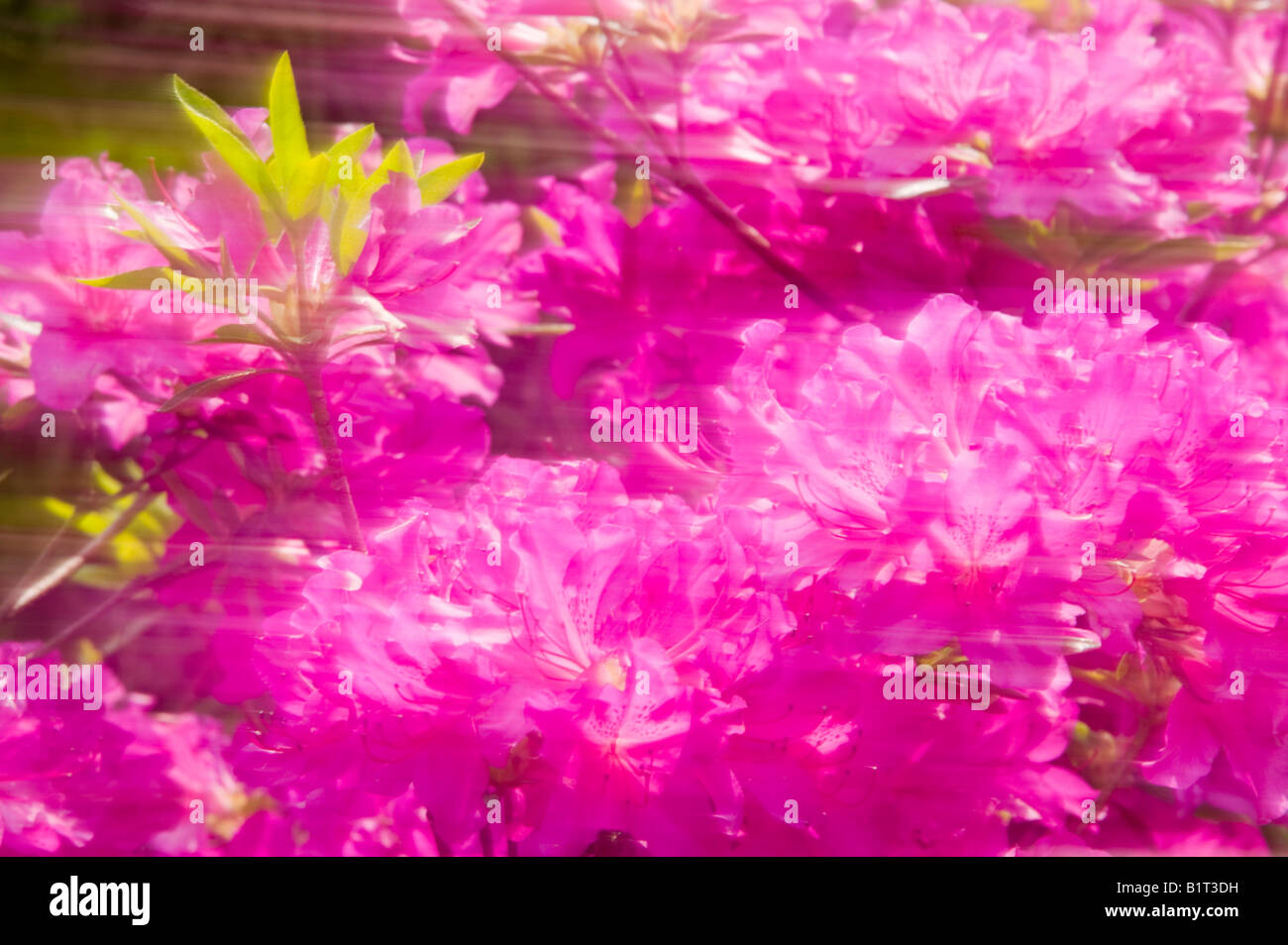 Pink Azalea flowers in spring in Holehird gardens in Windermere Cumbria ...