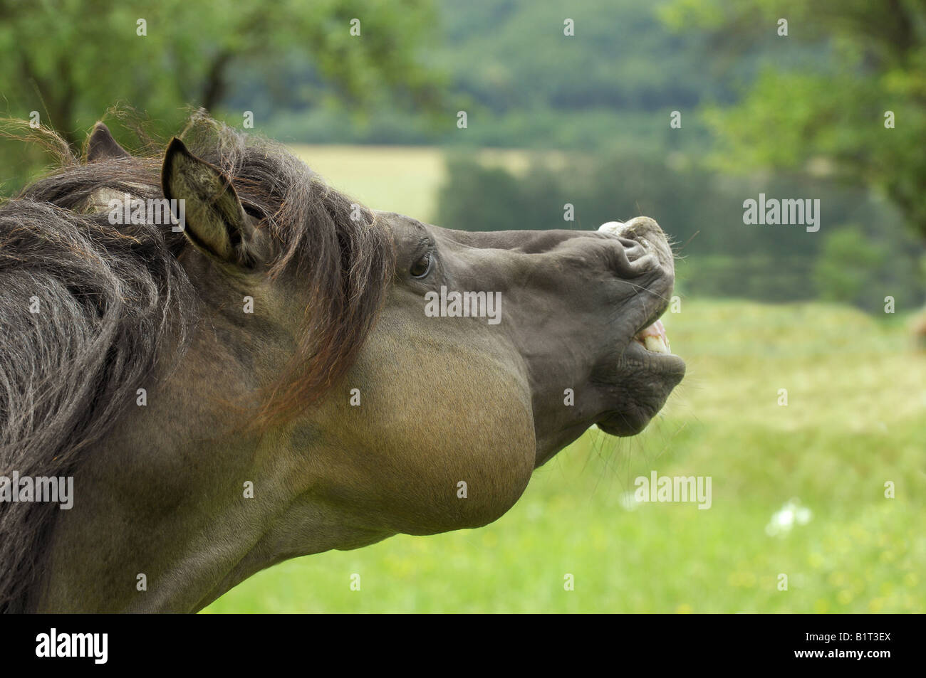 Quarter horse - flehming Stock Photo - Alamy