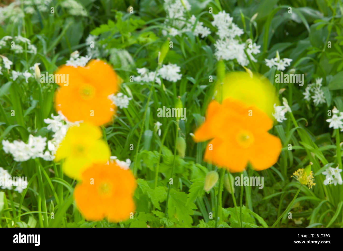 Poppy flowers in spring in Holehird gardens in Windermere Cumbria UK ...