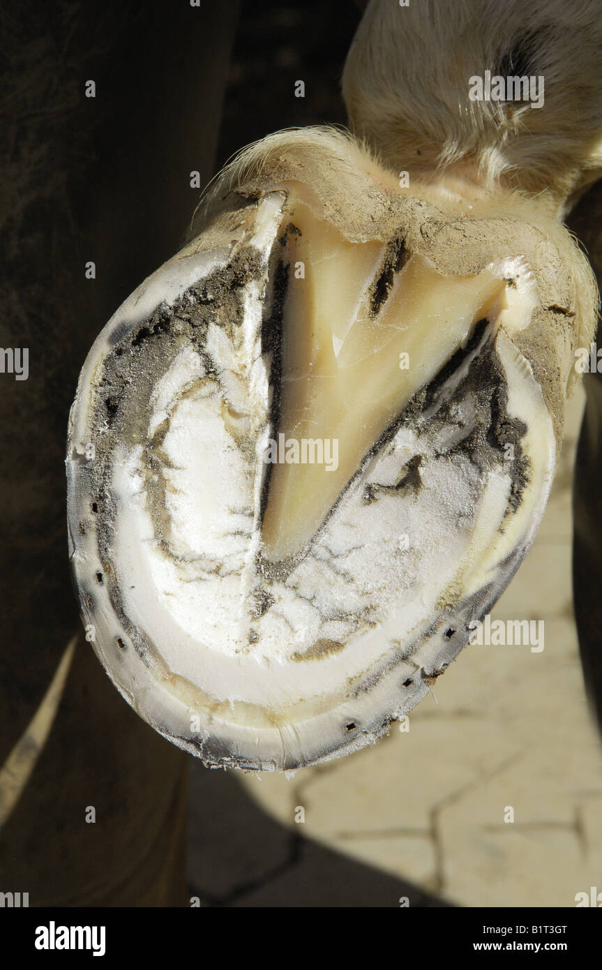 Unshod horse hi-res stock photography and images - Alamy