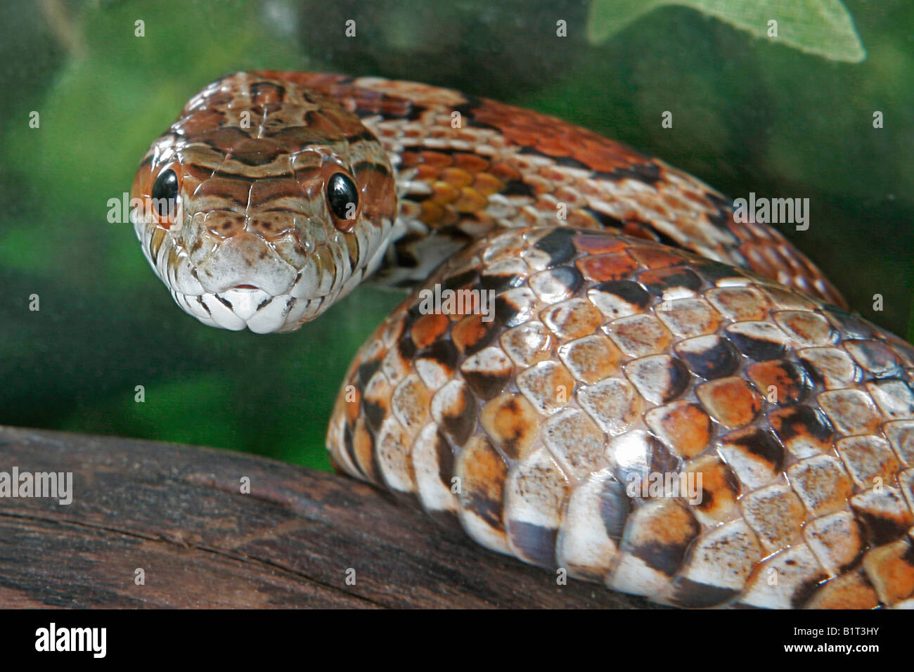 corn snake - portrait / Pantherophis guttatus Stock Photo - Alamy
