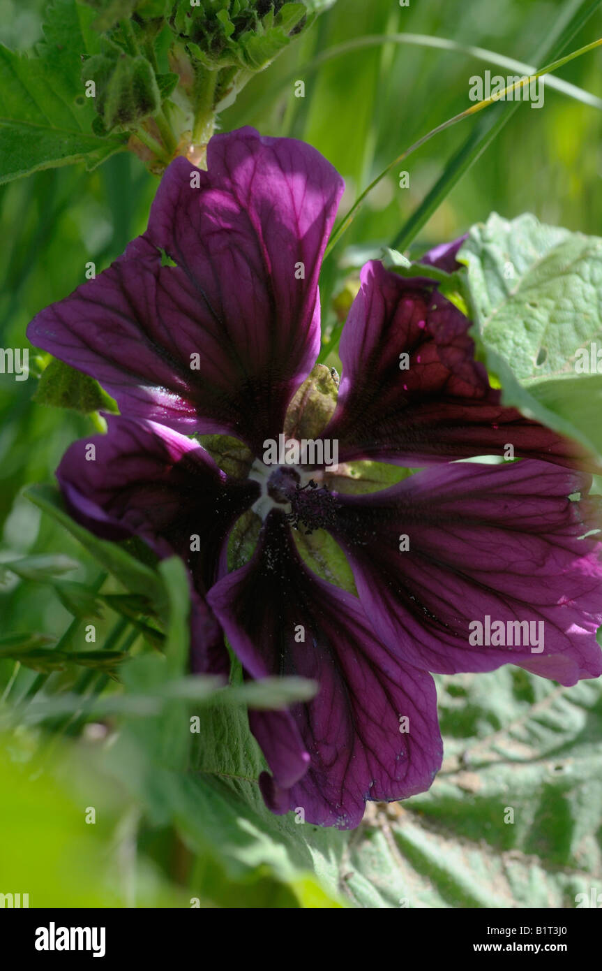 Common mallow purple flower hi-res stock photography and images - Alamy
