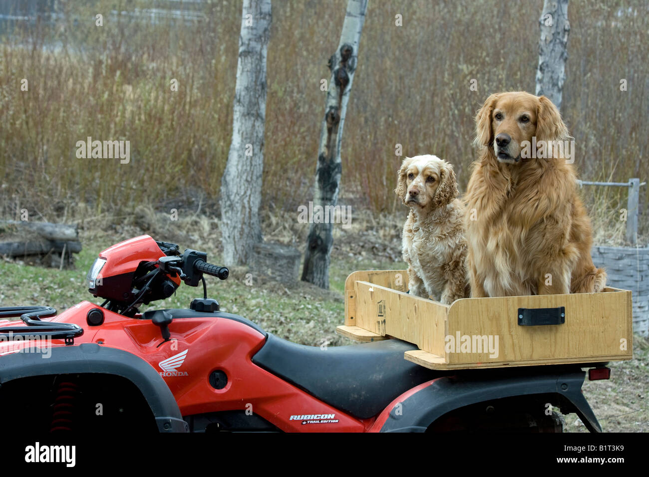 Dogs on ATV Stock Photo - Alamy