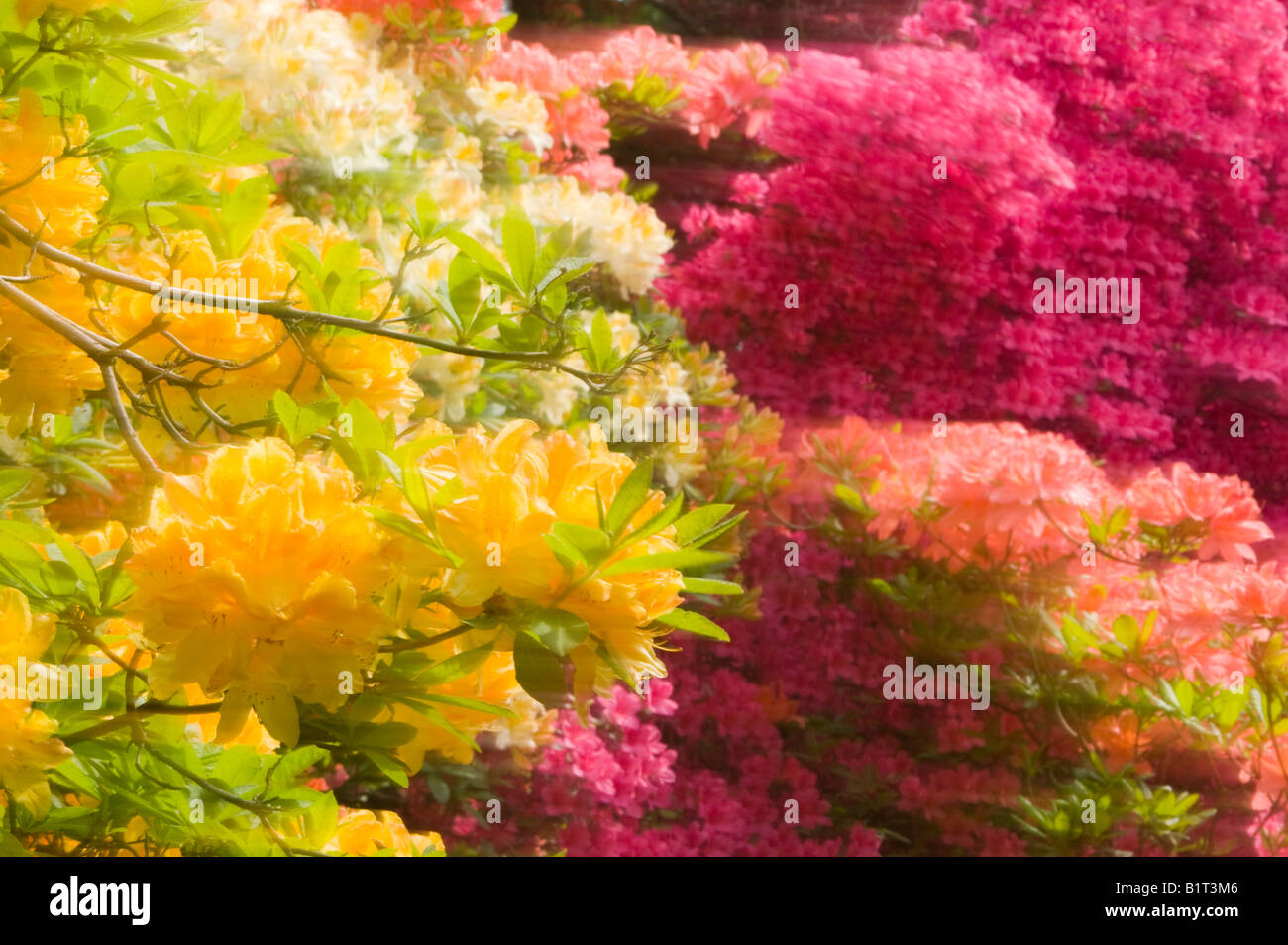 Azalea flowers in spring in Holehird gardens in Windermere Cumbria UK ...