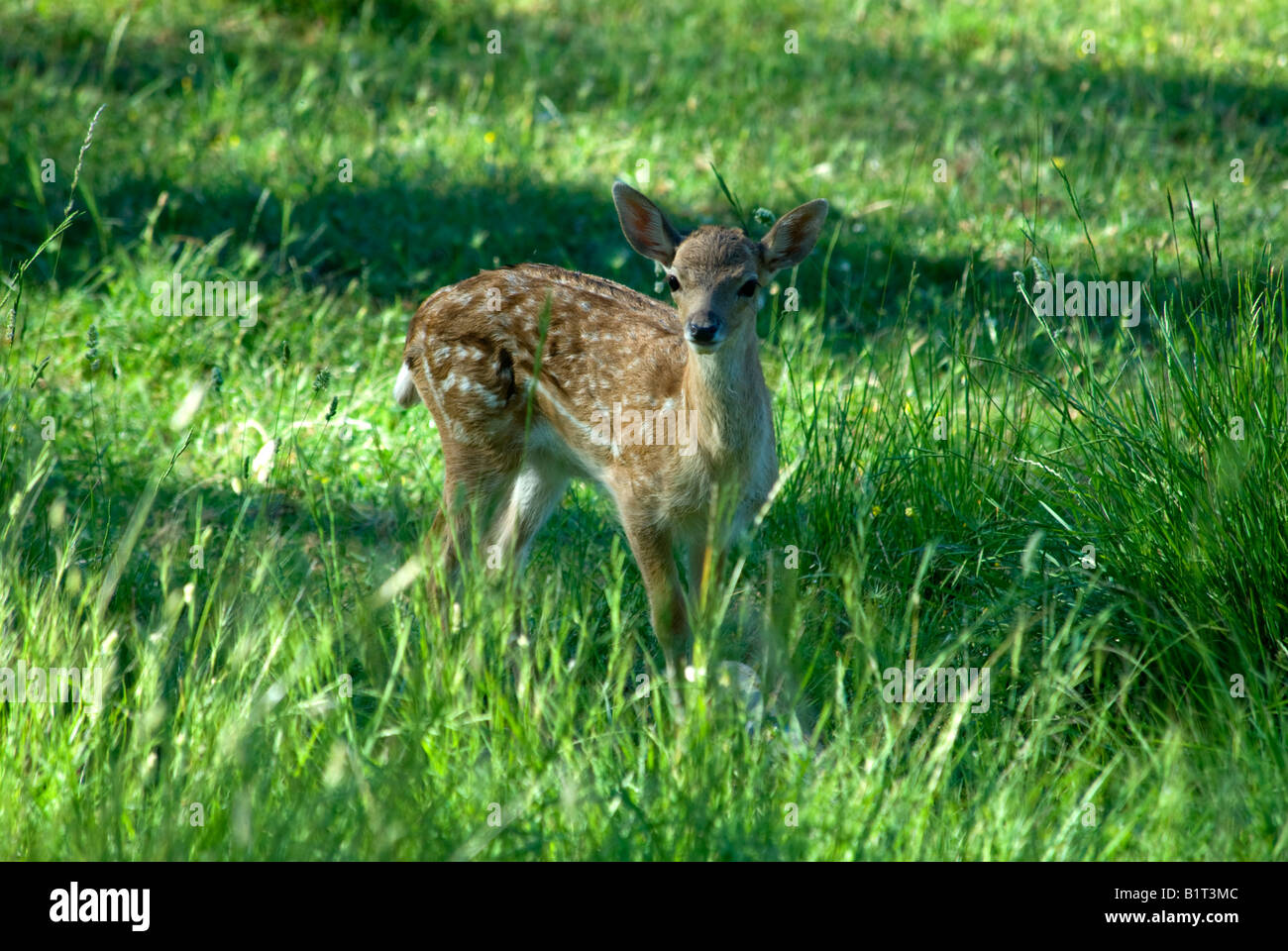 Gamo hi-res stock photography and images - Alamy