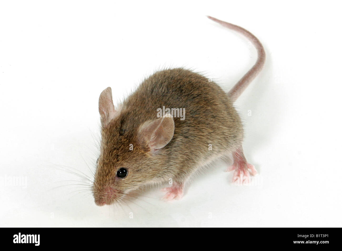 House Mouse (Mus musculus). Studio picture against a white background ...