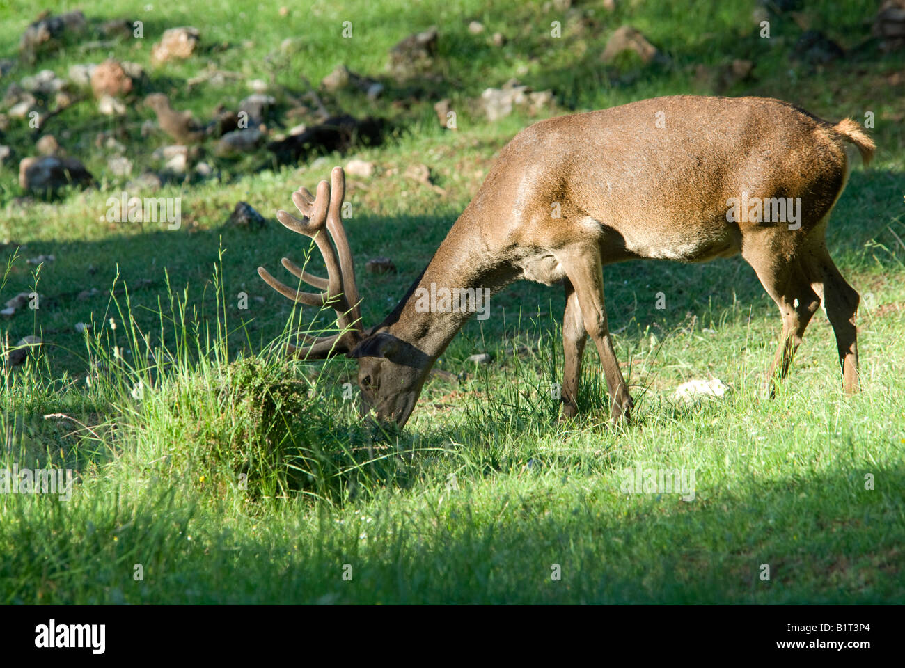 Ciervo macho comiendo tranquilamente en un calvero del bosque Stock ...